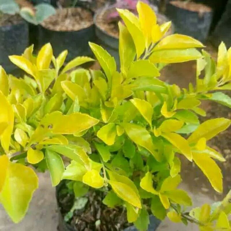 Jual tanamanahias/pangkas kuning/wareng | Shopee Indonesia