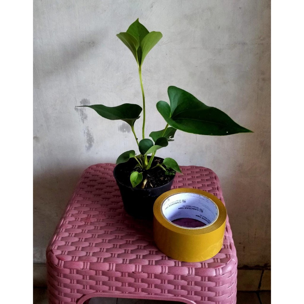 Harga Anthurium Corong Remaja Terbaru Sep 2025 | BigGo Indonesia