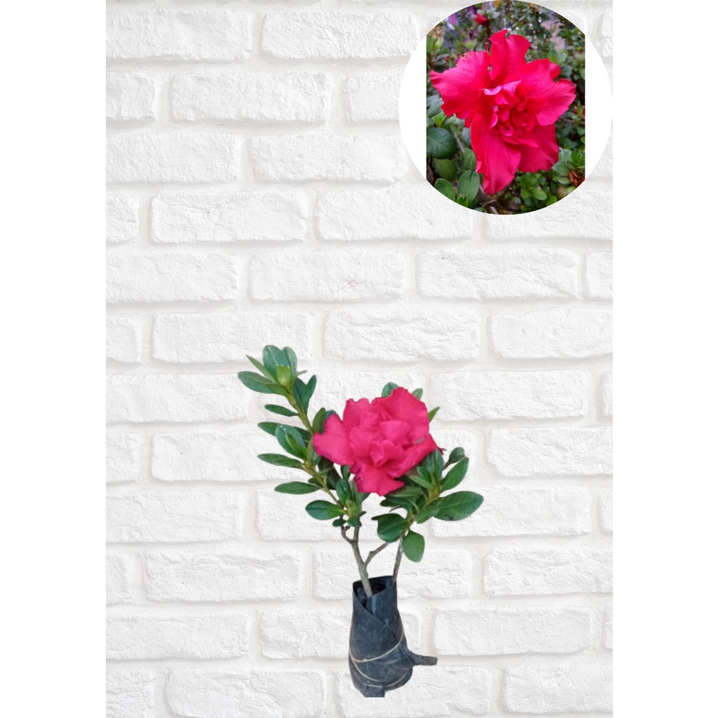 Jual tanaman bunga AZALEA(MERAH) | Shopee Indonesia