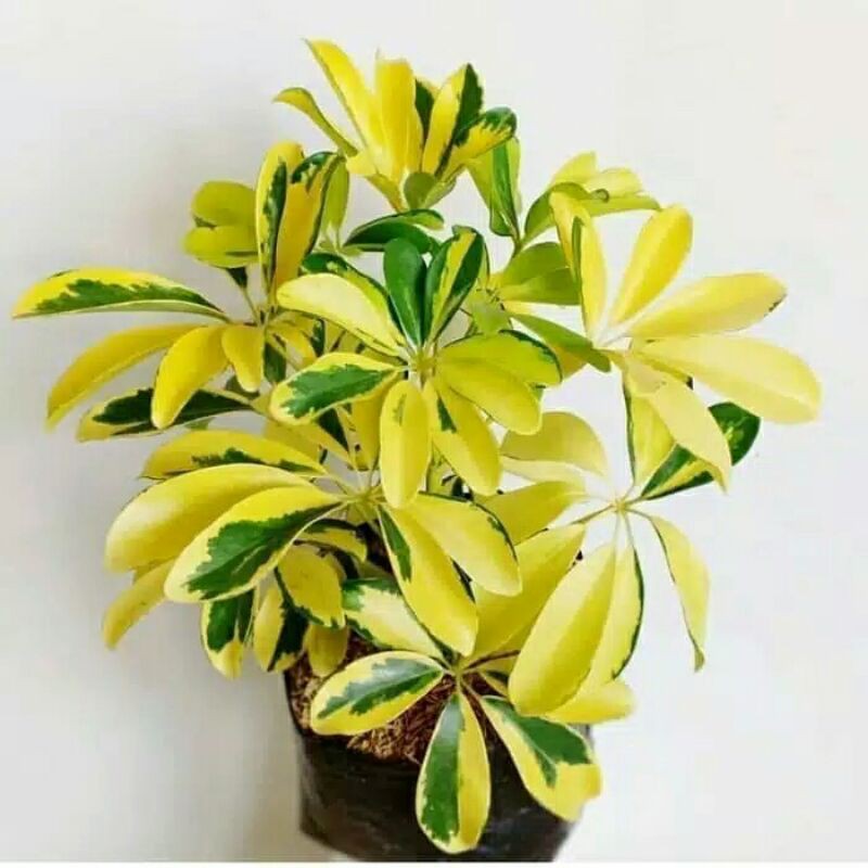 Jual Tanaman Hias Wali Songo Varigata Golden/Tanaman Indoor-Outdoor ...
