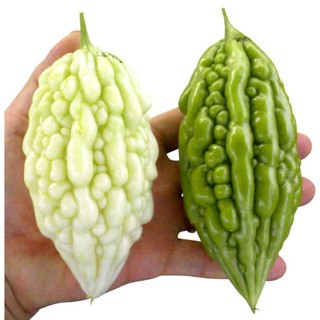 Jual White Senbon ( Pare Putih Kecil) | Shopee Indonesia