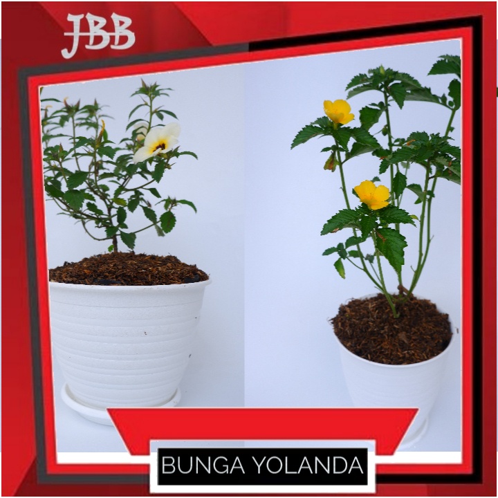 Jual Tanaman Hias Yolanda - Bunga Yolanda - Bunga Pukul Sembilan ...