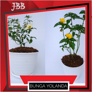 Jual Tanaman Hias Yolanda - Bunga Yolanda - Bunga Pukul Sembilan ...