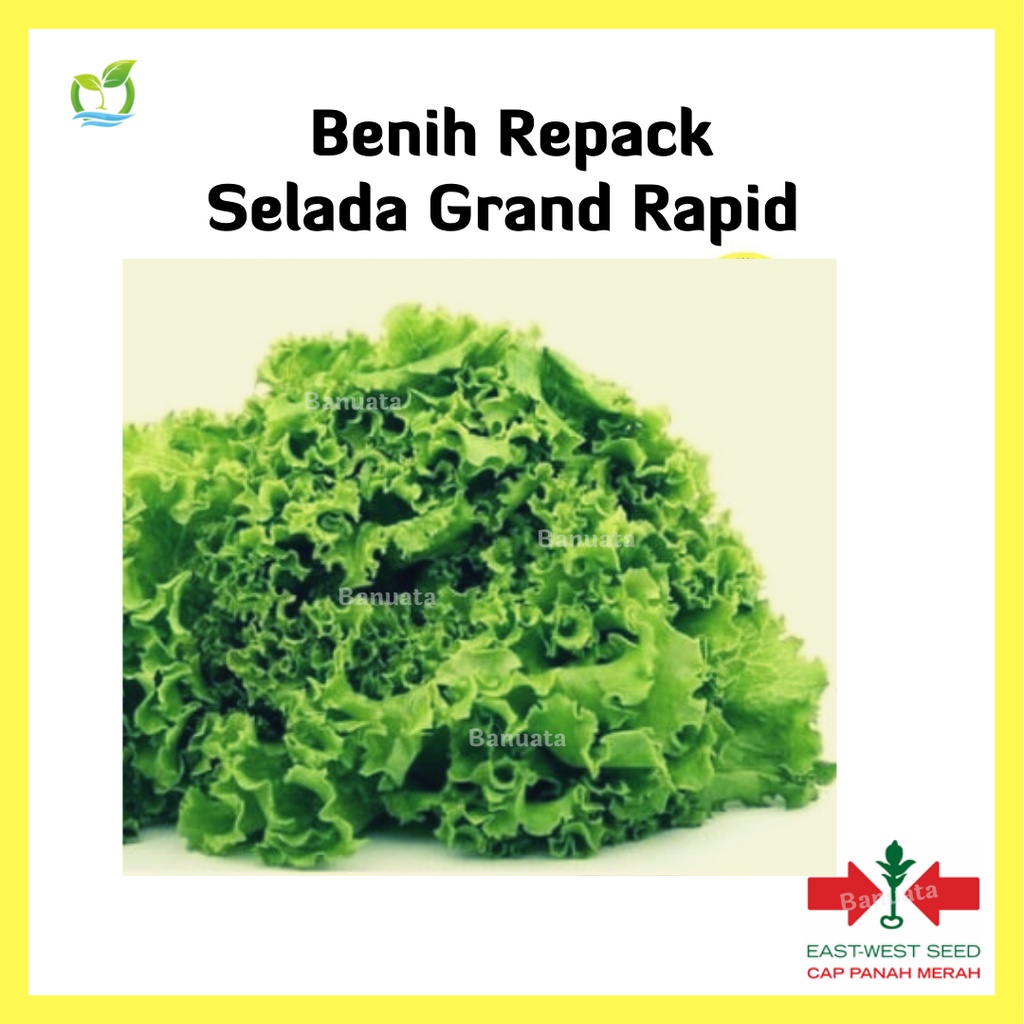 Jual Benih Bibit Selada Hijau New Grand Rapid Known You Seed Repack - Banuata | Shopee Indonesia