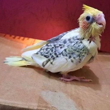 Jual Anak burung falk Pearl/baby parkit australia Pearl jinak | Shopee ...