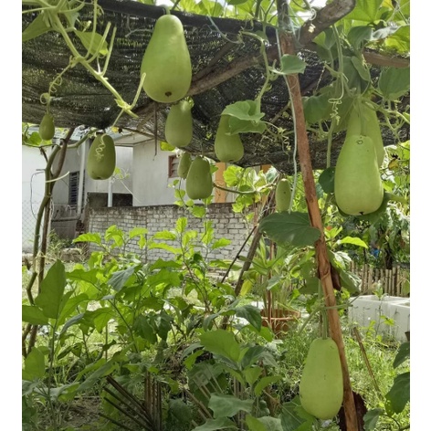 Jual Benih Labu air LA01 Bulat lonjong untuk sayur | Shopee Indonesia