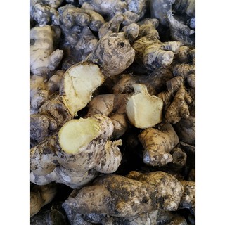 Jual Lempuyang Gajah Segar 1kg (Zingiber zerumbet. L) Indonesia|Shopee ...