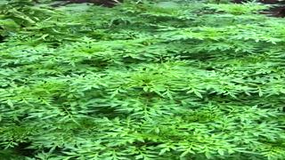 Jual Daun kenikir randa midang Ulam raja cosmos fresh segar organik 150 ...