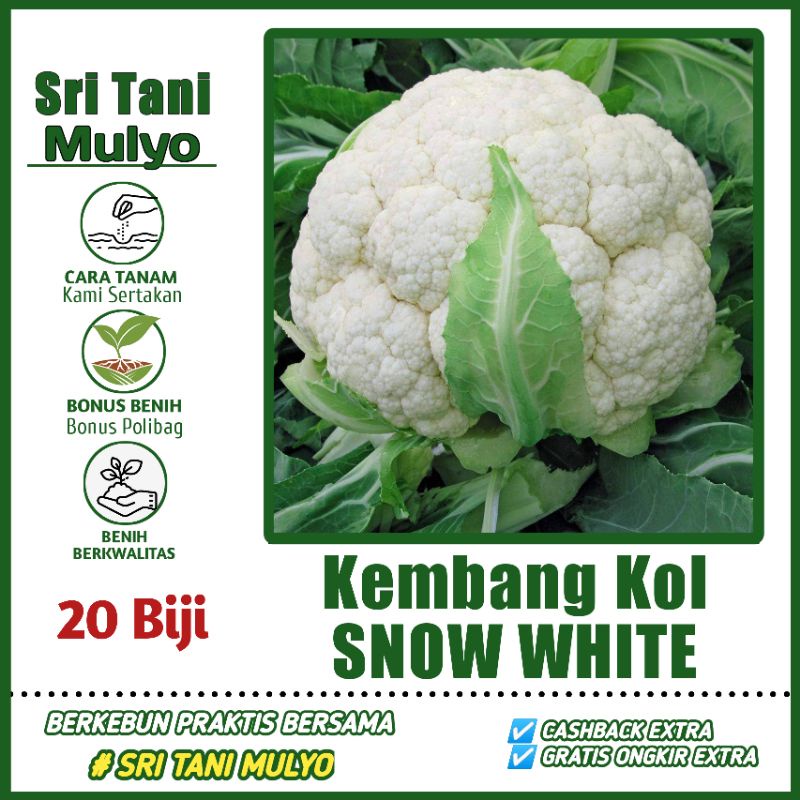 Jual 20 Biji - Benih Kembang Kol Hibrida SNOW WHITE KNOWN YOU SEED ...