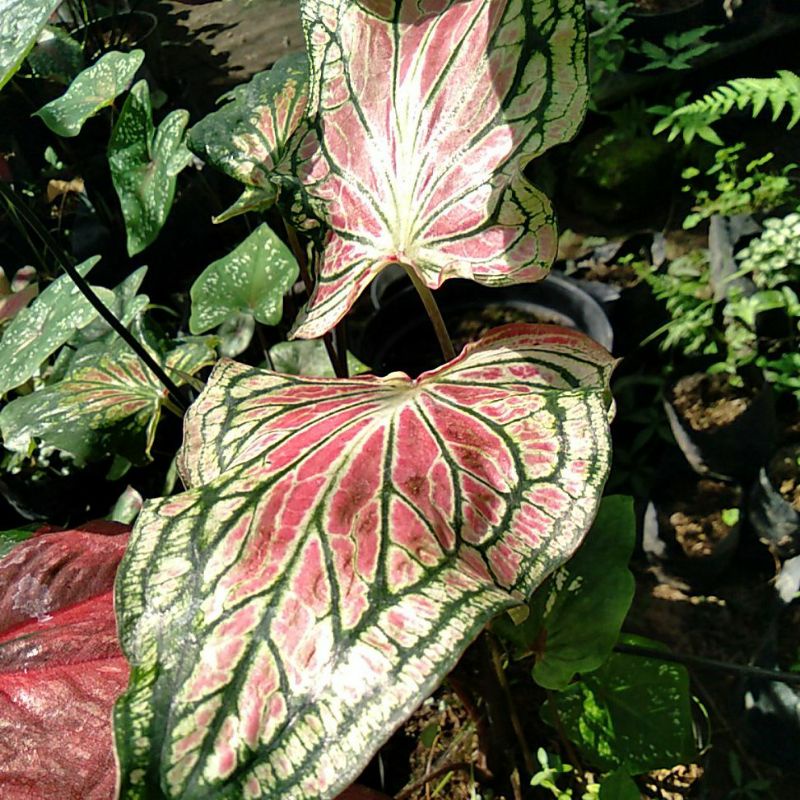 Jual Tanaman Hias Keladi Wayang / Caladium Wayang Murah | Shopee Indonesia Jual Tanaman Hias Keladi Wayang / Caladium Wayang Murah | Shopee Indonesia