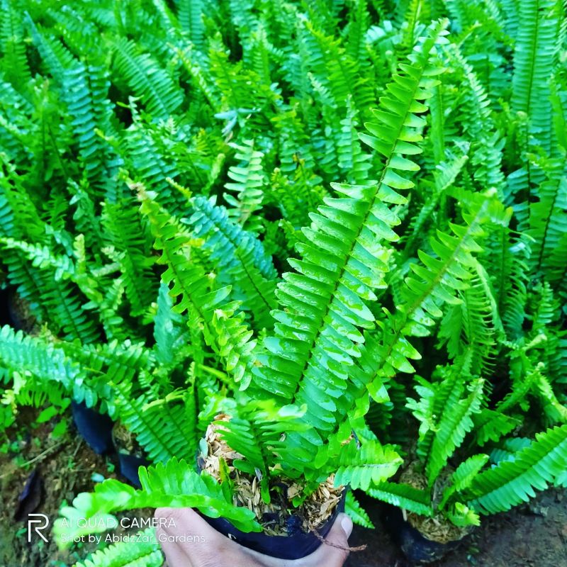 Jual Tanaman Pakis Kelabang - Tanaman Vertikal Garden Pakis Kelabang ...