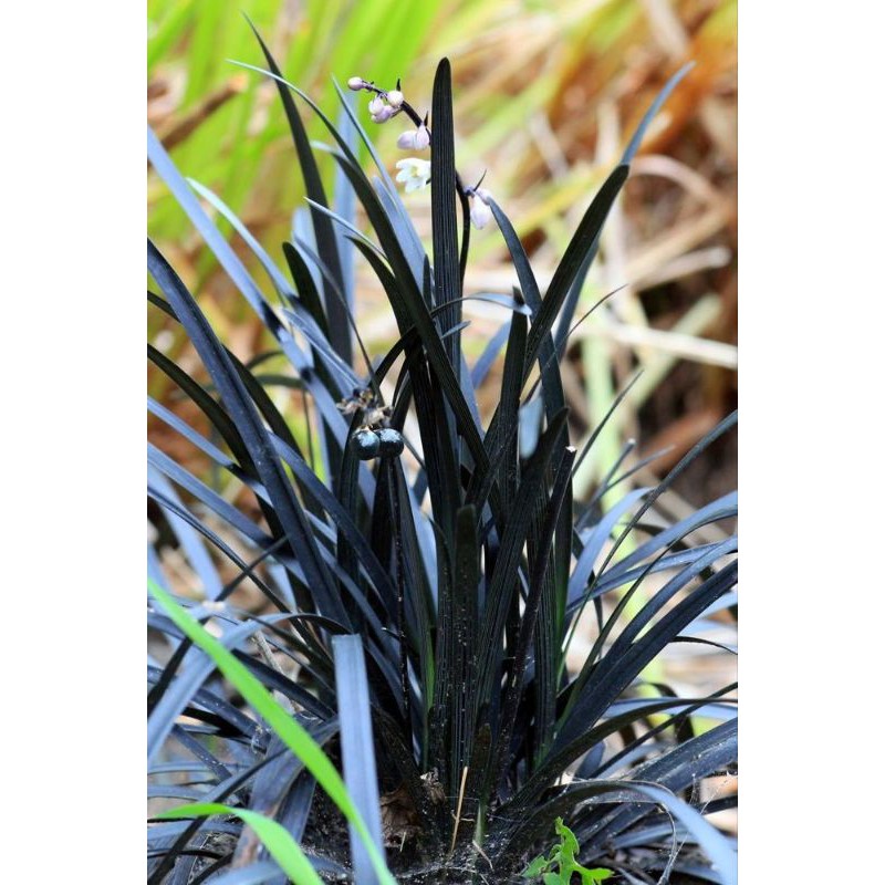 Jual Tanaman hias Rumput Hitam/ Black mondo grass | Shopee Indonesia
