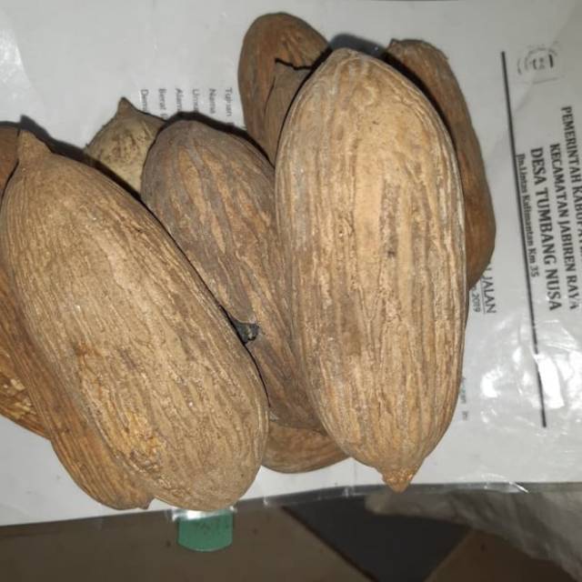 Jual BUAH ULIN KALIMANTAN 100% ASLI. Berat 500gram | Shopee Indonesia