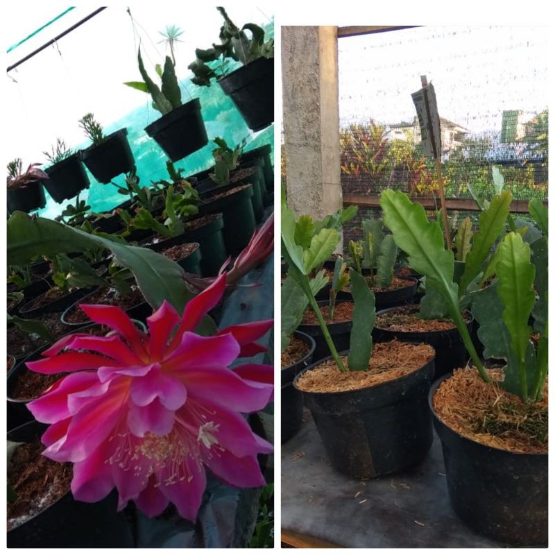 Jual Epiphyllum ocean sunset ( Wijaya kusuma bunga merah&putih ...