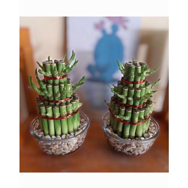 Jual bambu hoki/bambu rejeki bentuk pagoda (tanaman saja) | Shopee ...