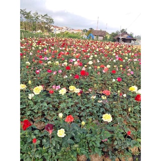 Jual MAWAR HOLLAND hidup 2 TANGKAI BUNGA BESAR - PAKET ISI 10 POHON ...