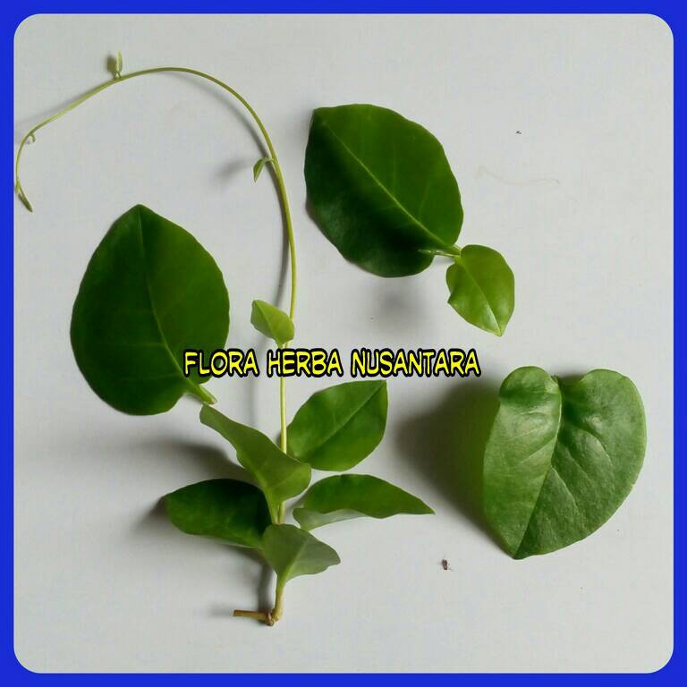 Jual Daun Binahong ( Per Helai ) Keren Indonesia|Shopee Indonesia