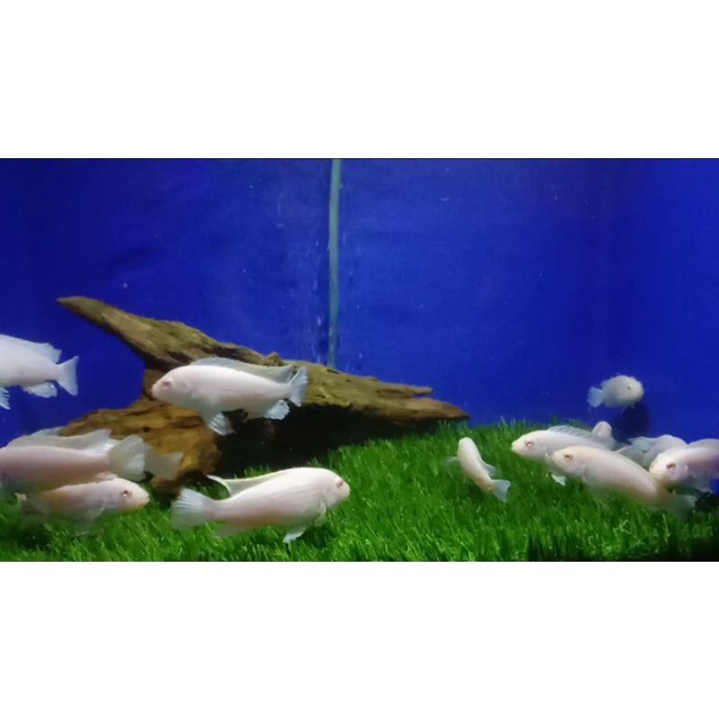 Produk HALO FISH | Shopee Indonesia