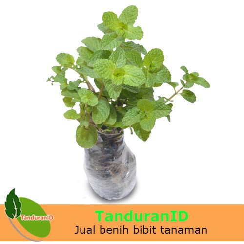 Jual Tanaman Peppermint | Shopee Indonesia