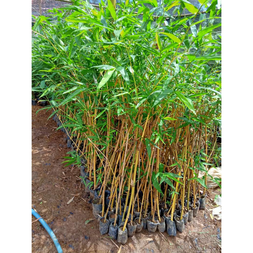 Jual Bibit bambu kuning terbaik dikelasnya harga terjangkau | Shopee ...