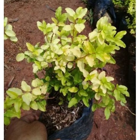 Jual Tanaman hias legistrum/pangkas kuning mini bibit tanaman | Shopee ...