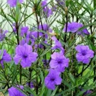 Jual Tanaman hias ruellia ungu - ruellia brittoniana- mexcian petunia ...