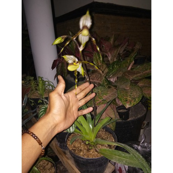 Jual tanaman anggrek kantong semar kuning | Shopee Indonesia