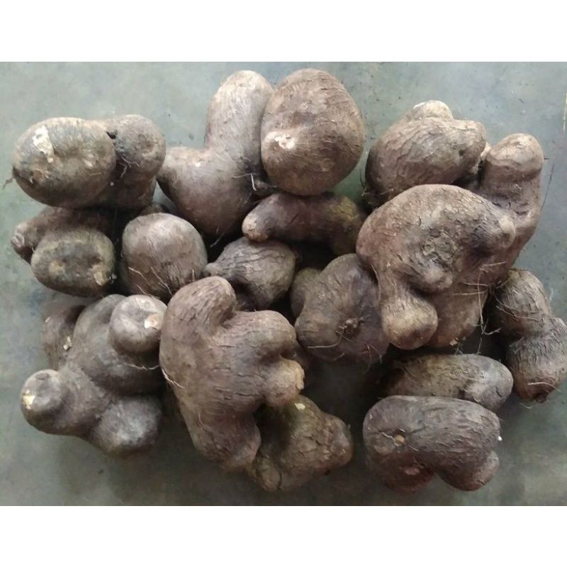 Jual UWI | UWI PUTIH | UMBI RAMBAT | UMBI-UMBIAN | Shopee Indonesia