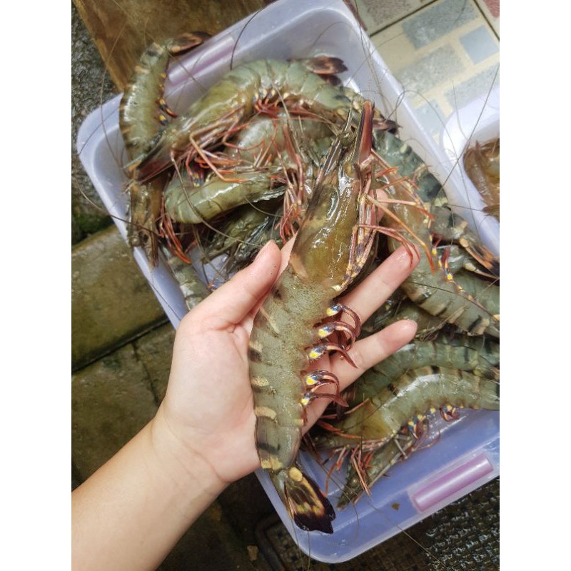 Jual Udang Segar / udang Tiger / Pancet / Windu / jerebung Size Besar ...