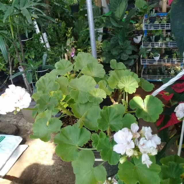 Tanaman hias bunga geranium|pohon granium | Shopee Indonesia