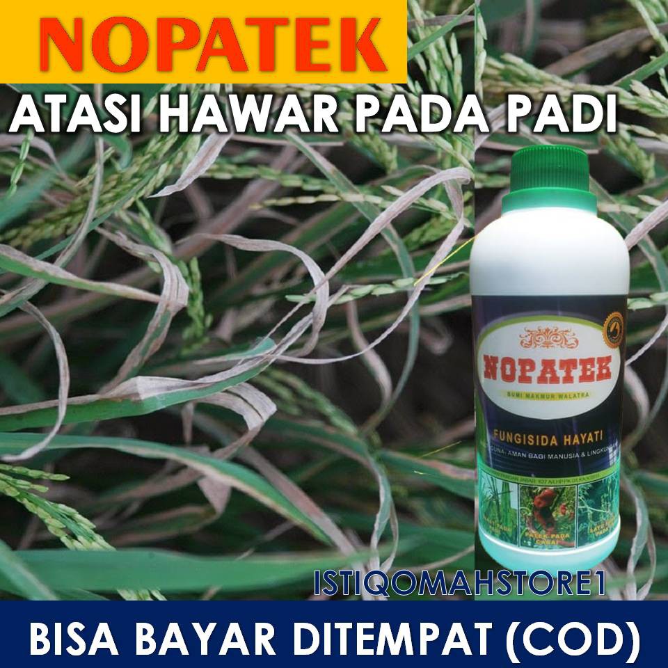 Jual FUNGSIDA HAWAR PELEPAH PADI NOPATEK, Obat Hawar Daun Padi ...