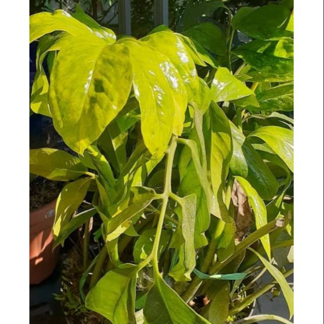 Jual Samio Varigata Induk Tanaman Hias | Shopee Indonesia