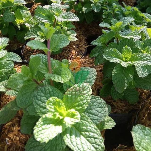Jual Bibit Tanaman Peppermint / Daun Mint | Shopee Indonesia