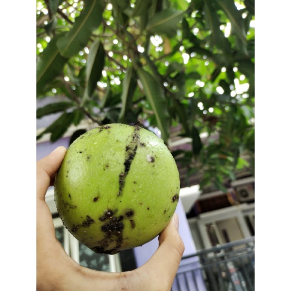 Jual Buah Simpalak / Buah Bintaro / Buah pengusir tikus (HARGA PERBIJI ...
