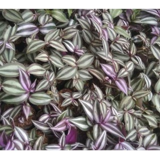 Jual Bunga Sabrina Tanaman Hias Gantung Tradescantia Fluminensis Stek ...