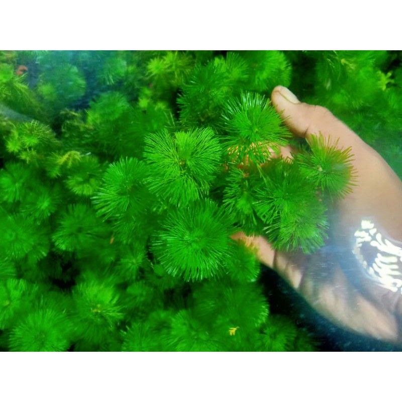 Jual Tanaman Aquatic Cabomba Caroliniana kabomba green | Shopee Indonesia