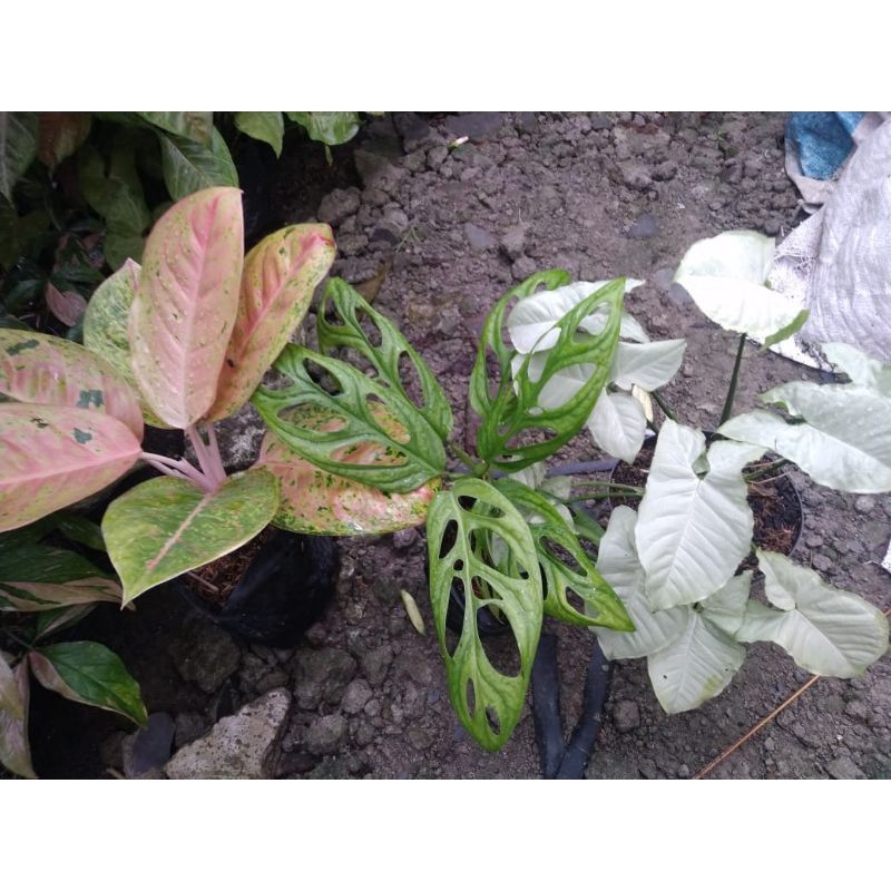 Jual paket bunga 3 biji | Shopee Indonesia