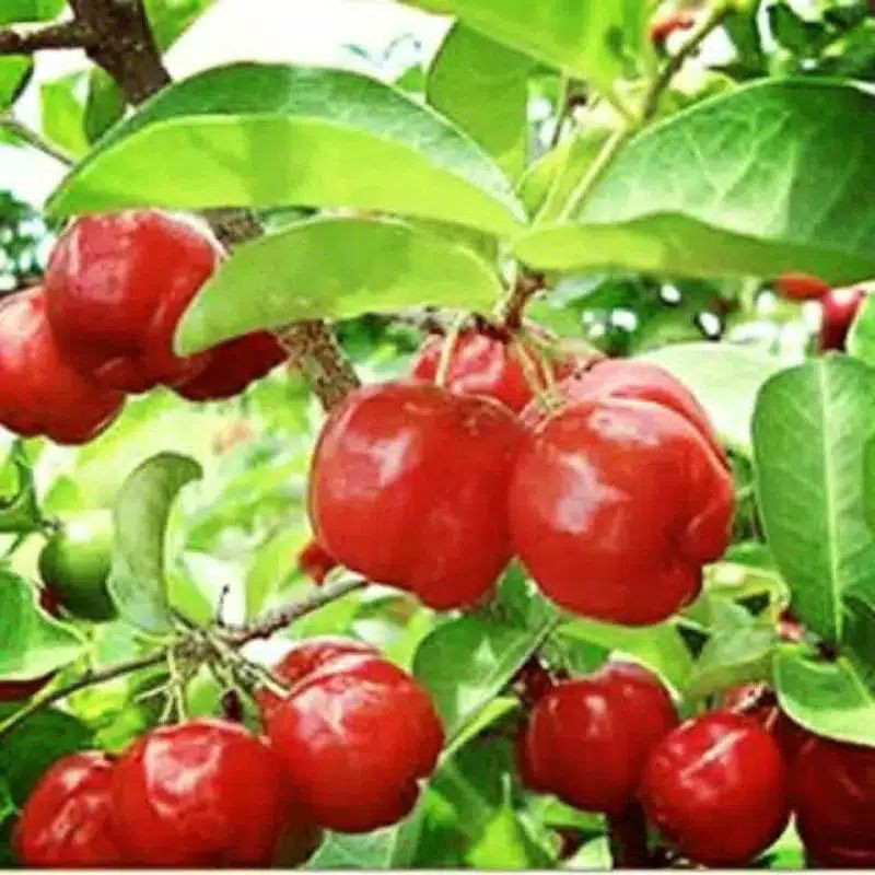 Jual bibit buah Cherry manis Vietnam Ceri chery cheri cherri cery ...