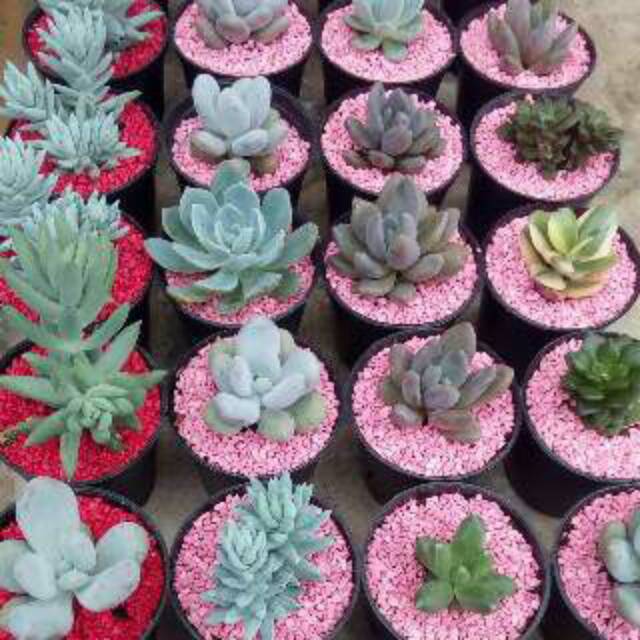 Jual sekulen mini paket 30 pcs+pot hitam+pasir warna | Shopee Indonesia