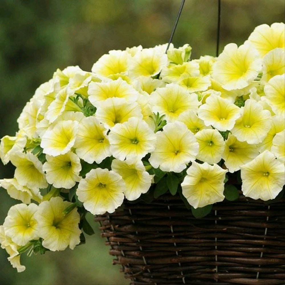 Jual 50 Biji Bunga Petunia Yellow surprise | SULTANFARMER139 | Shopee ...