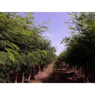 Jual Bibit Lamtoro Taramba (kemasan 20 gram) Indonesia|Shopee Indonesia