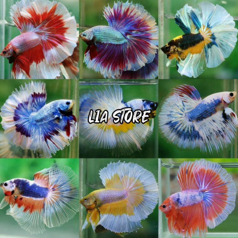 Jual hm fancy Harga Terbaik & Termurah Desember 2022 | Shopee Indonesia