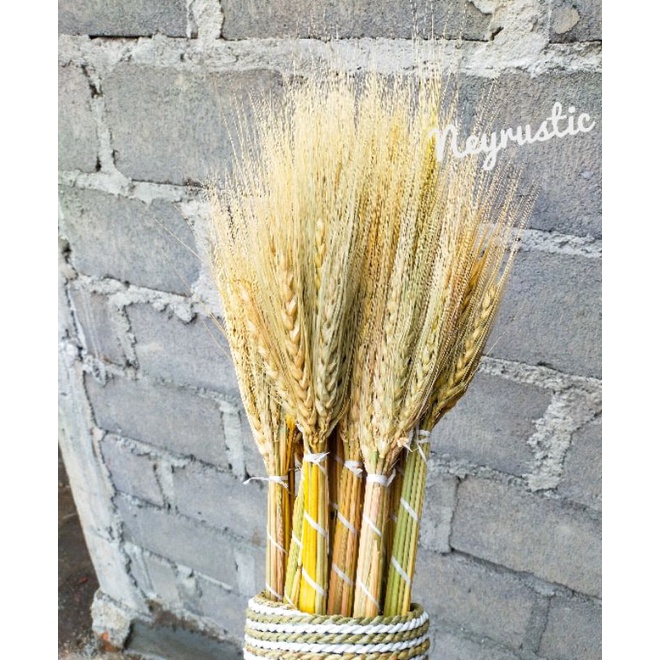 Jual BUNGA GANDUM KERING NATURAL // BUNGA KERING GANDUM // RUSTIC ...