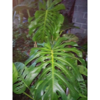 Jual monstera king deliciosa | Shopee Indonesia