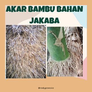 Jual Akar bambu bahan pembuatan pupuk organik JAKABA PGPR | Shopee ...