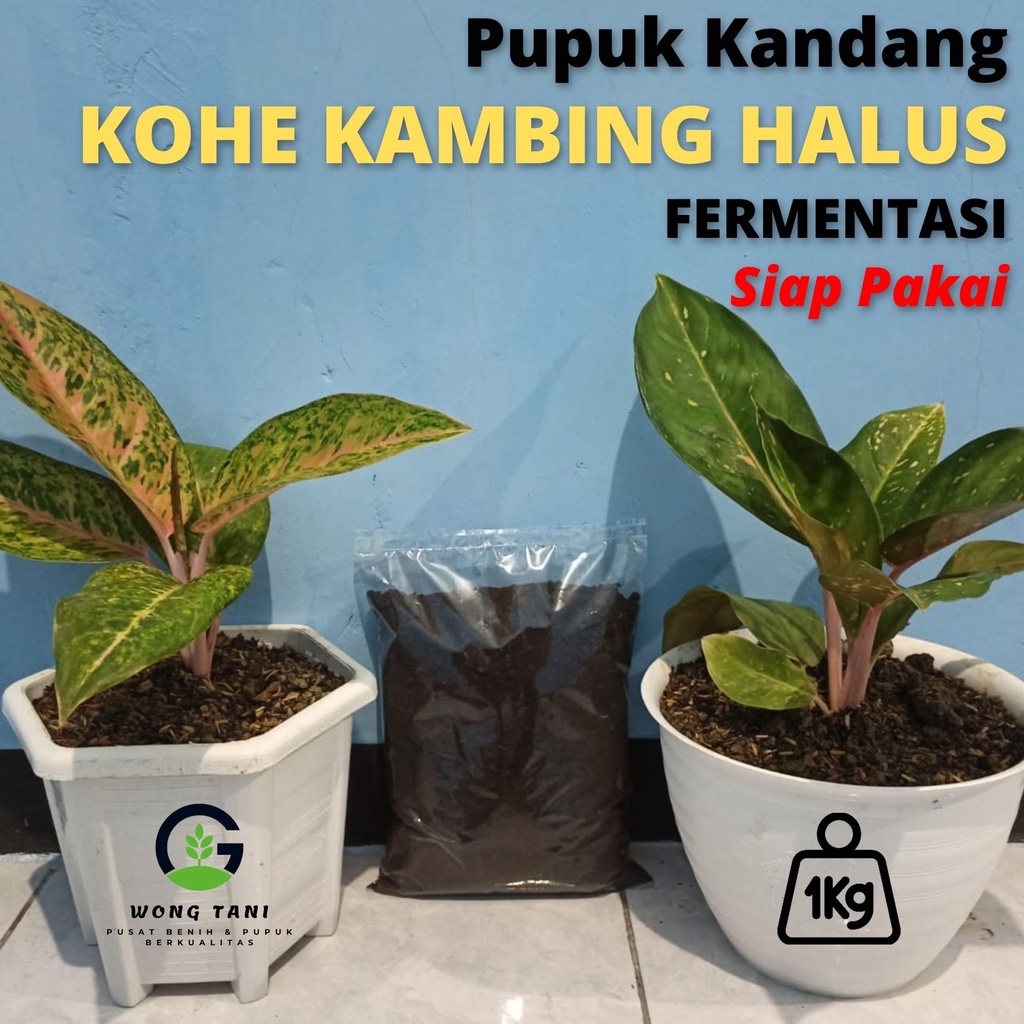 Jual Kohe Kambing Fermentasi Halus & Kering Pupuk Kandang Murni ...