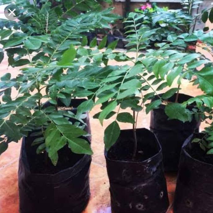 Jual Bln Bibit Tanaman Salam Koja Daun Kari Temuru Koropelik Koro Pelik ...