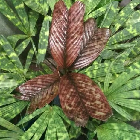 Jual Pinangaveitchii / pinang / palem / Kalimantan / tanaman hutan ...