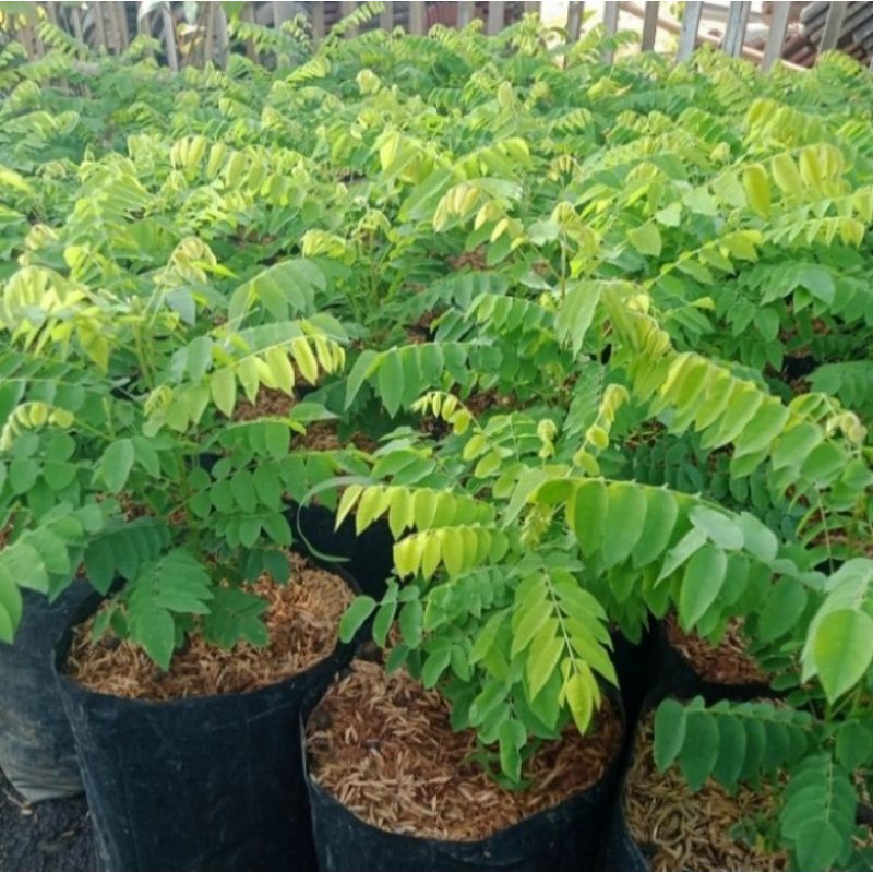 Jual Pohon Belimbing Wuluh / Belimbing Sayur Bibit Tanaman Pohon ...