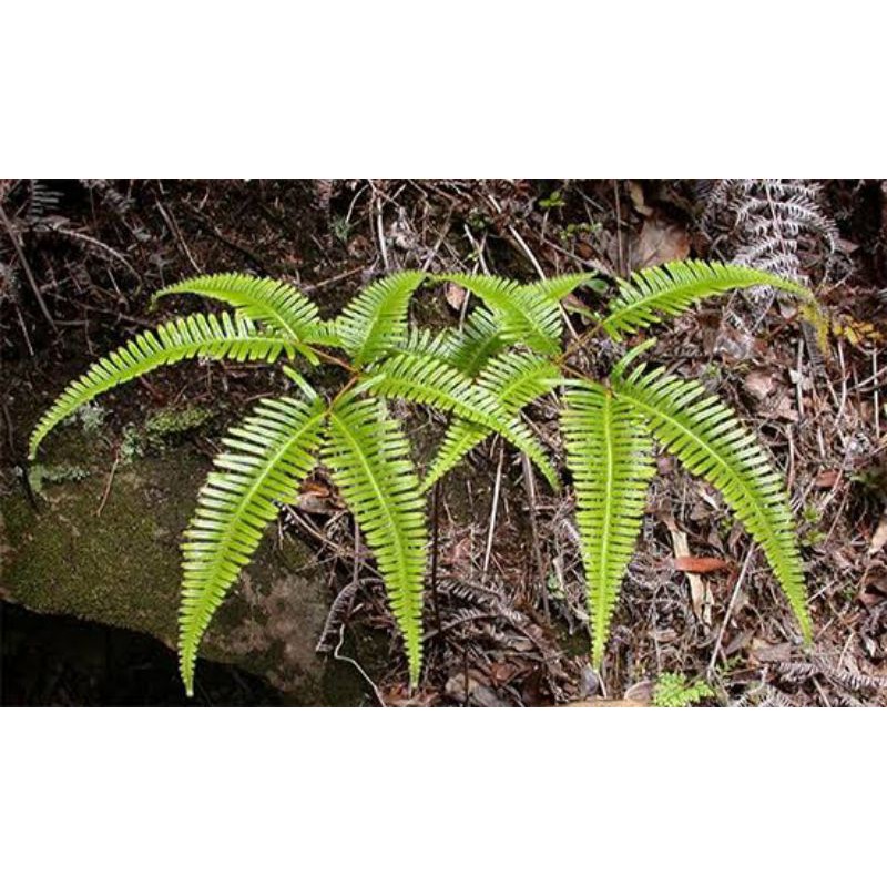 Jual Tanaman Hias Dicranopteris linearis Resam Rasam Tanaman sipilpilen ...